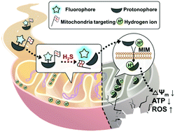 Direct readout protonophore induced selective uncoupling and ...