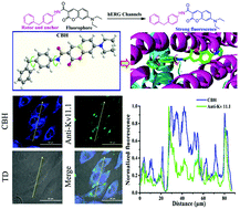 The visualization of hERG channels in living cells via a fluorescent ...