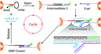 A DNA encoding loop program: the snowball effect enhanced microRNA ...