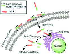 Furin substrate as a novel cell-penetrating peptide: combining a ...