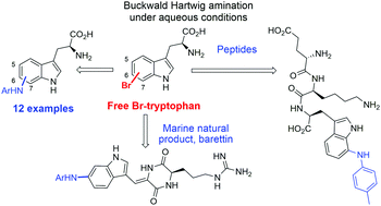Buchwald Hartwig diversification of unprotected halotryptophans ...