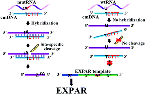 Specific detection of RNA mutation at single-base resolution by ...