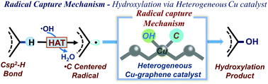 A radical capture mechanism for immediate Csp2–H bond hydroxylation via ...