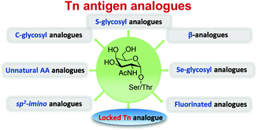 Tn antigen analogues: the synthetic way to “upgrade” an attracting ...