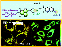 An ultrasensitive ratiometric fluorescent probe based on the ICT-PET-FRET mechanism for the ...