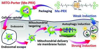 Enhanced autophagy induction via the mitochondrial delivery of ...
