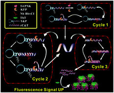 A modified exponential amplification reaction (EXPAR) with an improved ...