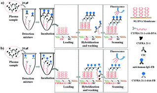 Quantification of CYFRA 21-1 and a CYFRA 21-1–anti-CYFRA 21-1 ...