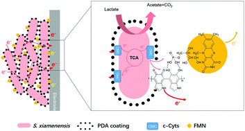Polydopamine coating on individual cells for enhanced extracellular ...