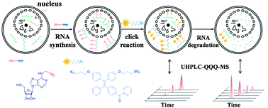 Visualization and quantification of cellular RNA production and ...