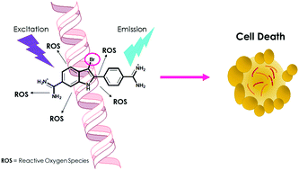DNA directed damage using a brominated DAPI derivative - Chemical ...