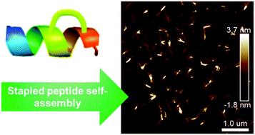 Directional assembly of a stapled α-helical peptide - Chemical ...