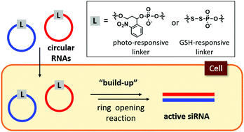 Intracellular build-up RNAi with single-strand circular RNAs as siRNA ...