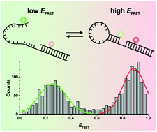 Liquid–liquid phase separation rescues the conformational stability of ...