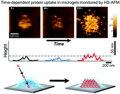Protein uptake into individual hydrogel microspheres visualized by high ...