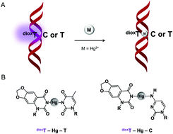 Highly sensitive and selective mercury sensor based on mismatched base ...