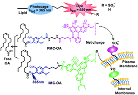 Nitrobenzyl-based fluorescent photocages for spatial and temporal ...