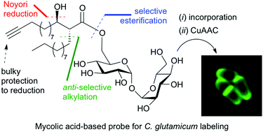 First access to a mycolic acid-based bioorthogonal reporter for the ...