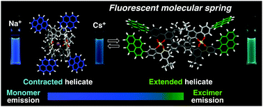 Fluorescent molecular spring that visualizes the extension and ...