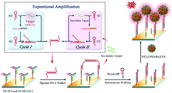 Bipedal DNA walker mediated enzyme-free exponential isothermal signal ...
