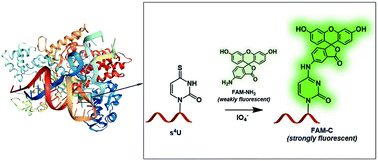 Selective and sensitive fluorescence “turn-on” detection of 4 ...