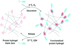 Decorating protein hydrogels reversibly enables dynamic presentation ...