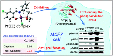 Potent and selective PTP1B inhibition by a platinum(ii) complex ...