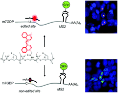 Chemo-biological mRNA imaging with single nucleotide specificity ...
