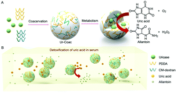 Uricase-containing coacervate microdroplets as enzyme active membrane ...