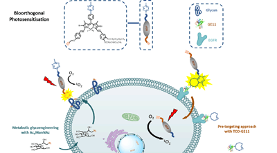 A novel distyryl boron dipyrromethene with two functional tags for site ...