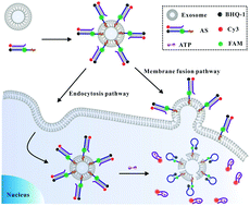 Probing exosome internalization pathways through confocal microscopy ...