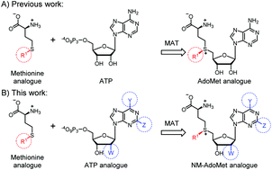 Nucleoside-modified AdoMet analogues for differential methyltransferase ...