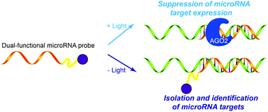 A photoactivatable microRNA probe for identification of microRNA ...