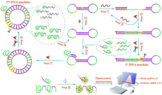 A functionalized dumbbell probe-based cascading exponential ...