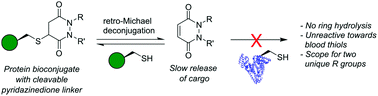 Use of pyridazinediones as extracellular cleavable linkers through ...
