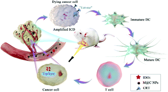Photothermal therapy-induced immunogenic cell death based on natural ...