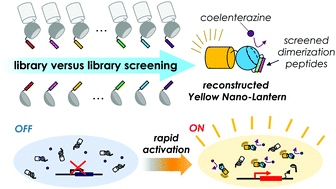 An improved fluorescent protein-based expression reporter system that ...