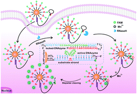 An enzyme-initiated DNAzyme motor for RNase H activity imaging in ...