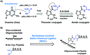 Nucleobase-involved native chemical ligation: a novel reaction between ...