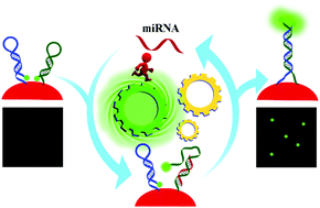 A self-powered 3D DNA walker with programmability and signal ...