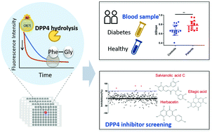 A novel label-free fluorescence assay for dipeptidyl peptidase 4 ...