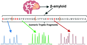 Complete identification of all 20 relevant epimeric peptides in β ...