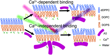 Calcium-dependent and -independent annexin V binding: distinct ...