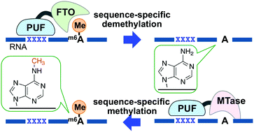 Programmable RNA methylation and demethylation using PUF RNA binding ...