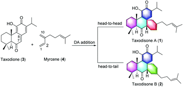 Taxodisones A and B: bioactive C30-terpenes with new skeletons from ...