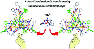 Chirality transcription in the anion-coordination-driven assembly of ...