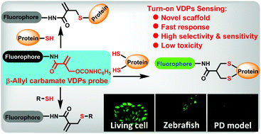 A β-allyl carbamate fluorescent probe for vicinal dithiol proteins ...