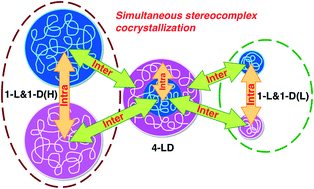 Simultaneous stereocomplex cocrystallization from coexisting two types ...