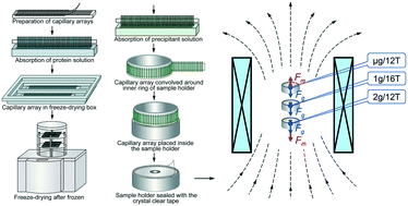 Crystal Magnetic Field High Magnetic Field Processing Of Metal Alloys