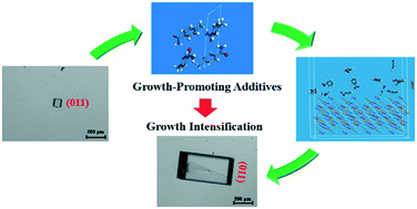Investigations on growth intensification of p-toluamide crystals based ...